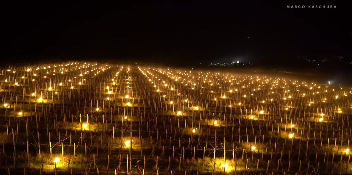 Si i mbrojnë zviceranët vreshtat nga i ftohti? - Albinfo