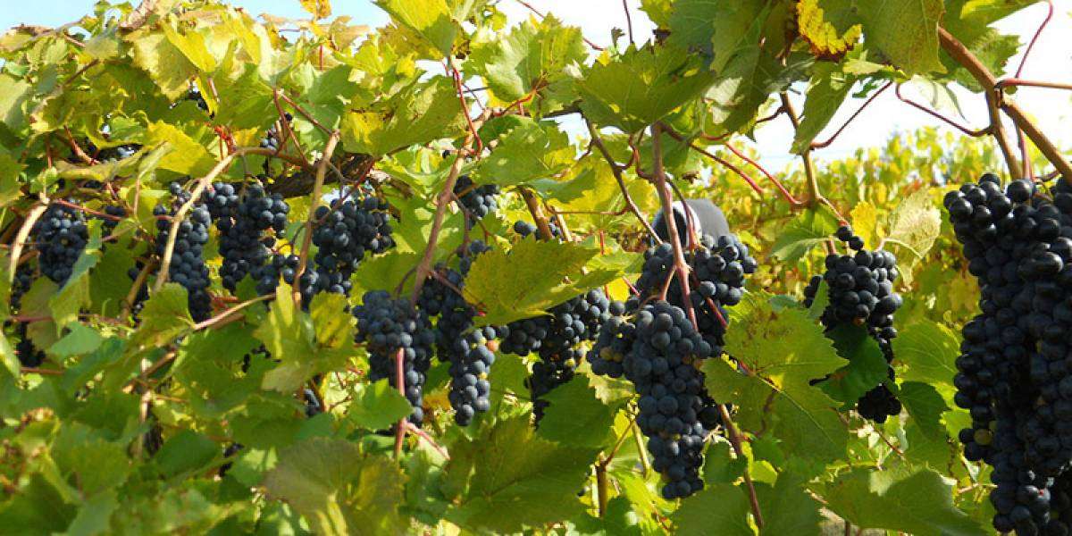 Dobitë që sjell konsumimi i rrushit - Albinfo