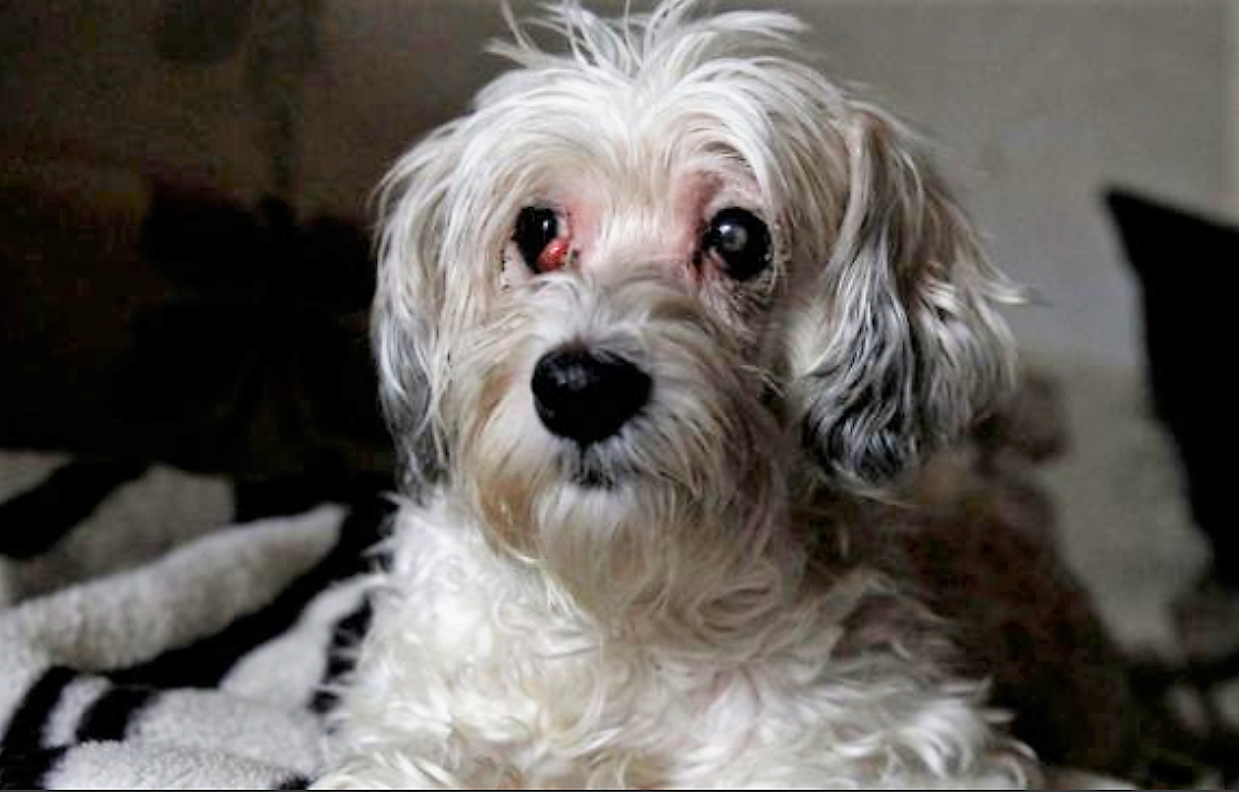 Qeni i qëndron për disa javë pranë trupit të pronares së vdekur - Albinfo