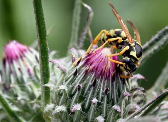 Të rrezikshme, por mbytja e një grerëze kushton deri 50 mijë euro - Albinfo