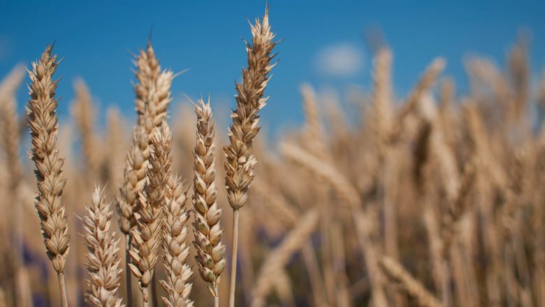 Gruri në Ukrainë rrezikon të shkatërrohet - Albinfo