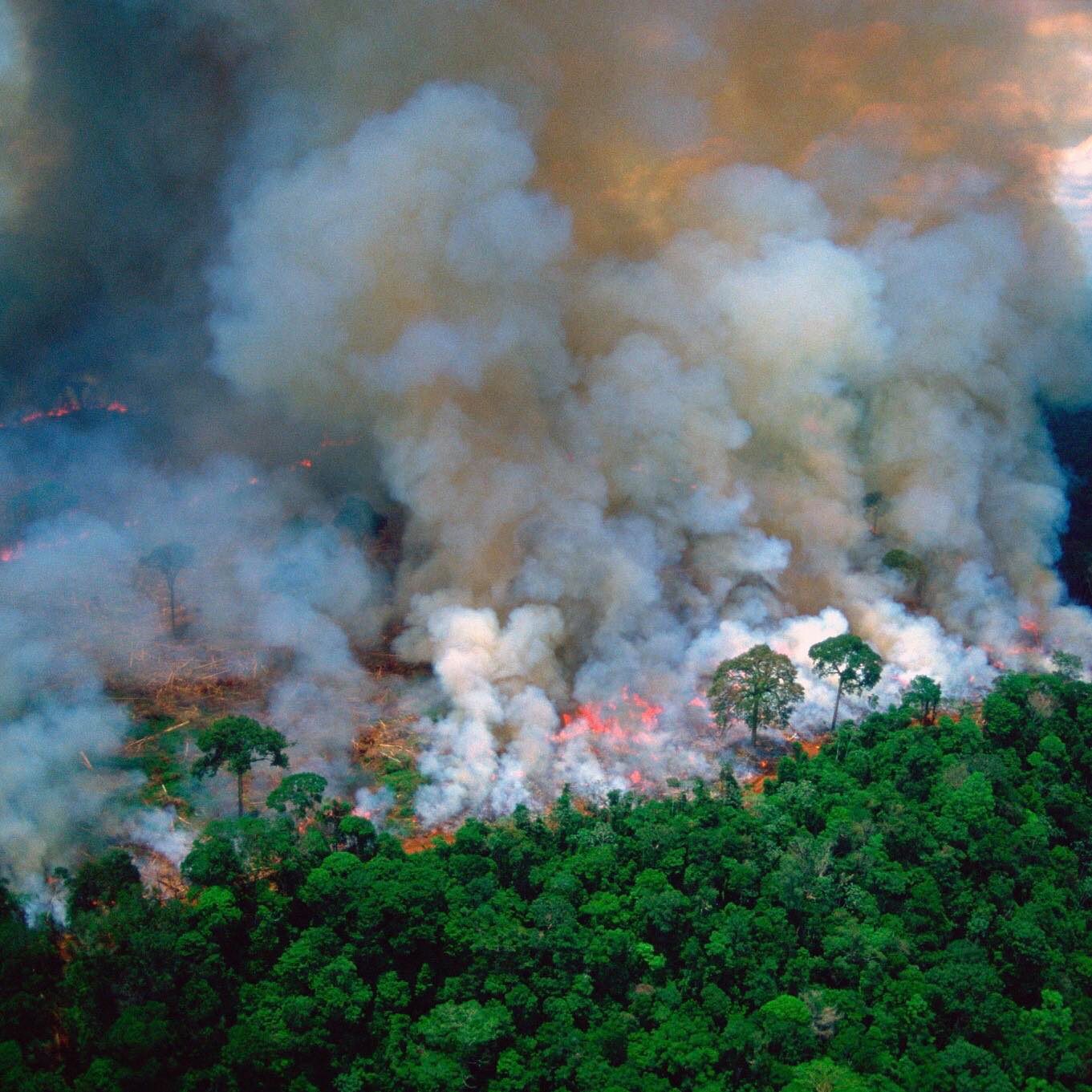 Diskutime mes vendeve e Brazilit për shpyllëzimet e Amazonës - Albinfo
