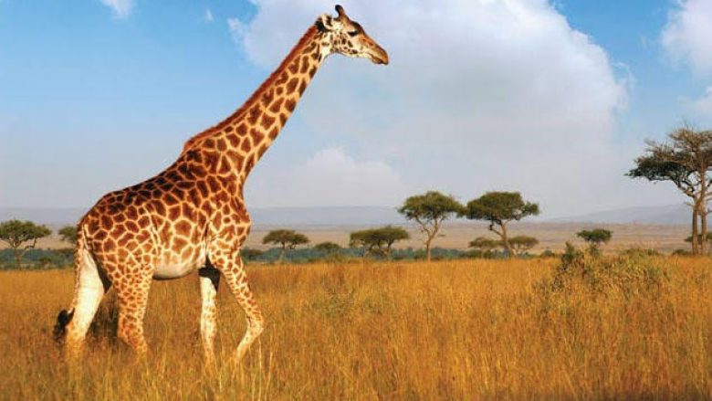 Shtrëngohen kushtet e tregtimit të kafshëve dhe bimëve të mbrojtura ...