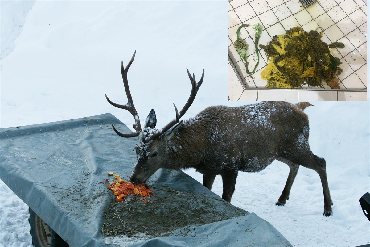 Zvicër: Dreri i vrarë kishte 6 kg mbeturina plastike në bark - Albinfo