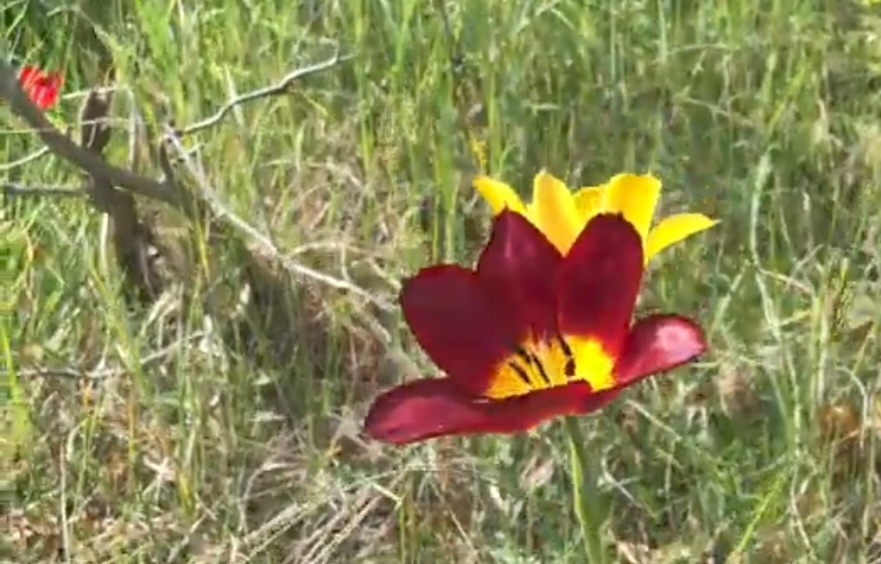 Tulipani shqiptar shpallet “monument natyror” - Albinfo