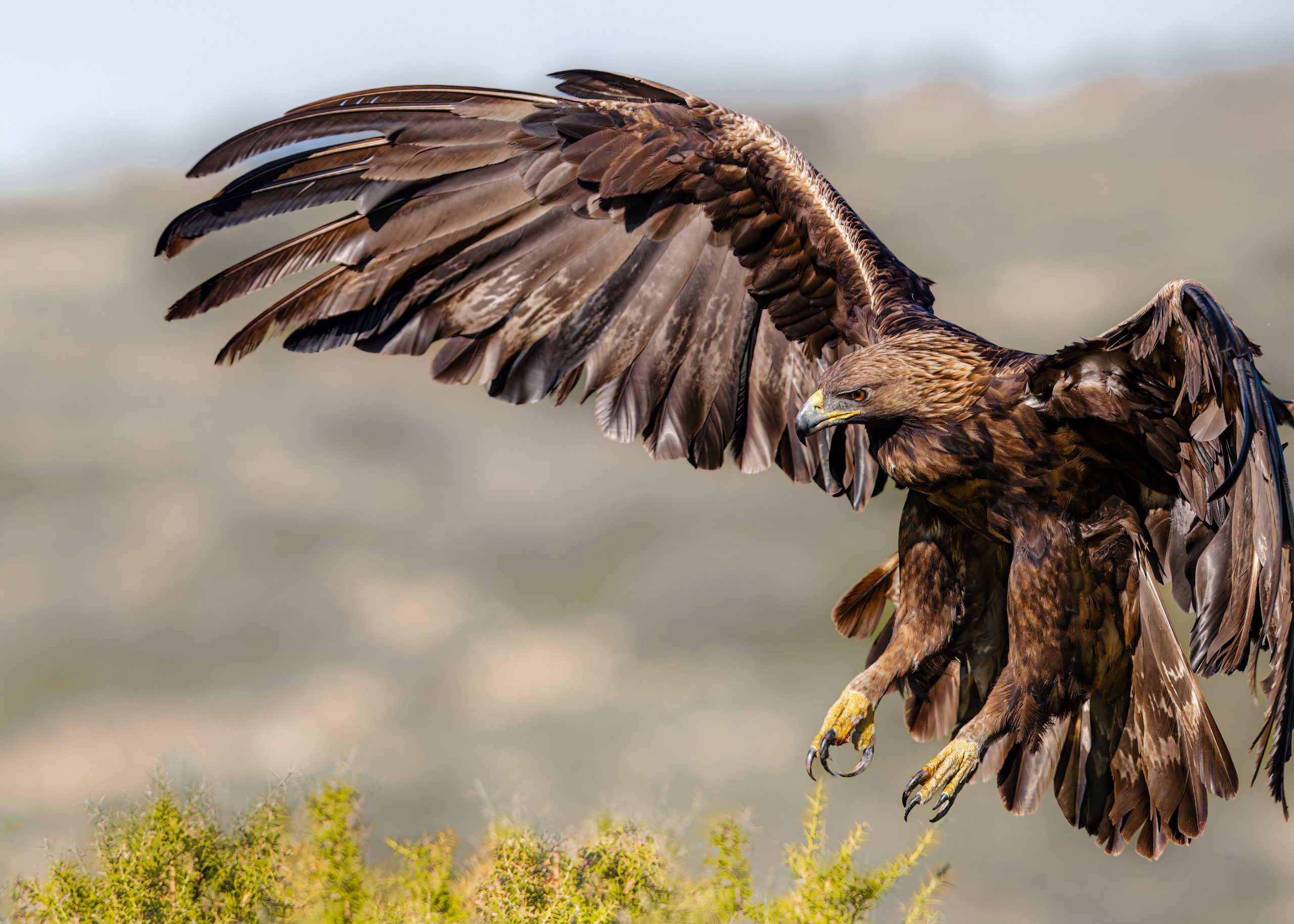 "Shqiponja" e Ruzhdi Ibrahimit, në garë për SPC Photo Award, në Gjenevë ...