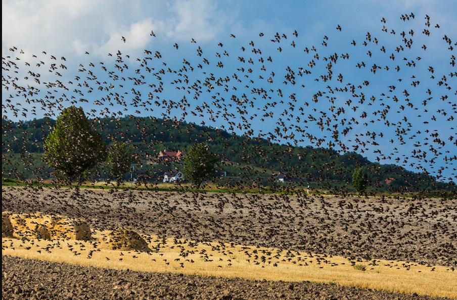 Shpezët hanë të korrat e fermerëve të Cyrihut - Albinfo