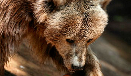 Ujqërit, arinjtë dhe bizonët po rikthehen në Evropë - Albinfo