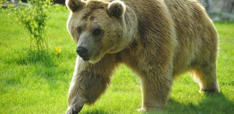 Ariu që vrau një italian mund të ketë arritur në Zvicër - Albinfo