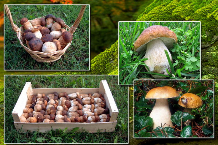 Kërpudhat e Kosovës “pushtojnë" BE-në - Albinfo